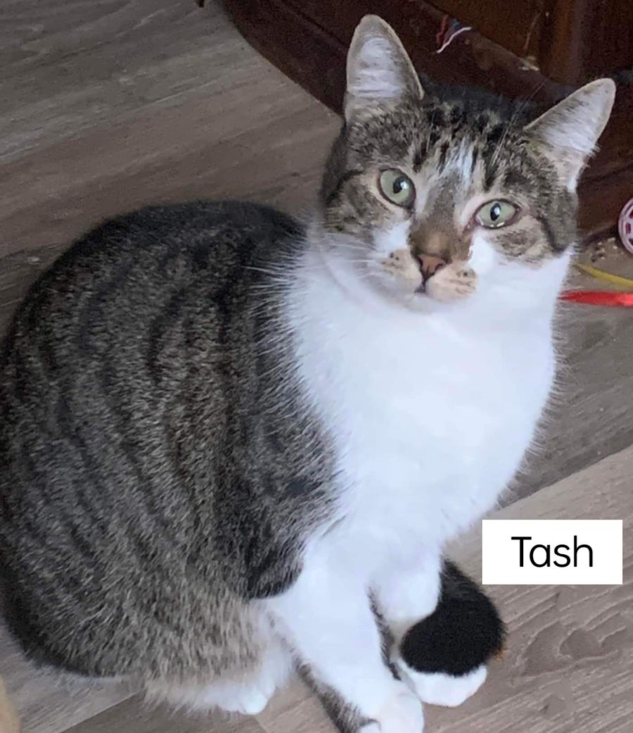 Tash - Female Domestic Short Hair Cat in SA - PetRescue