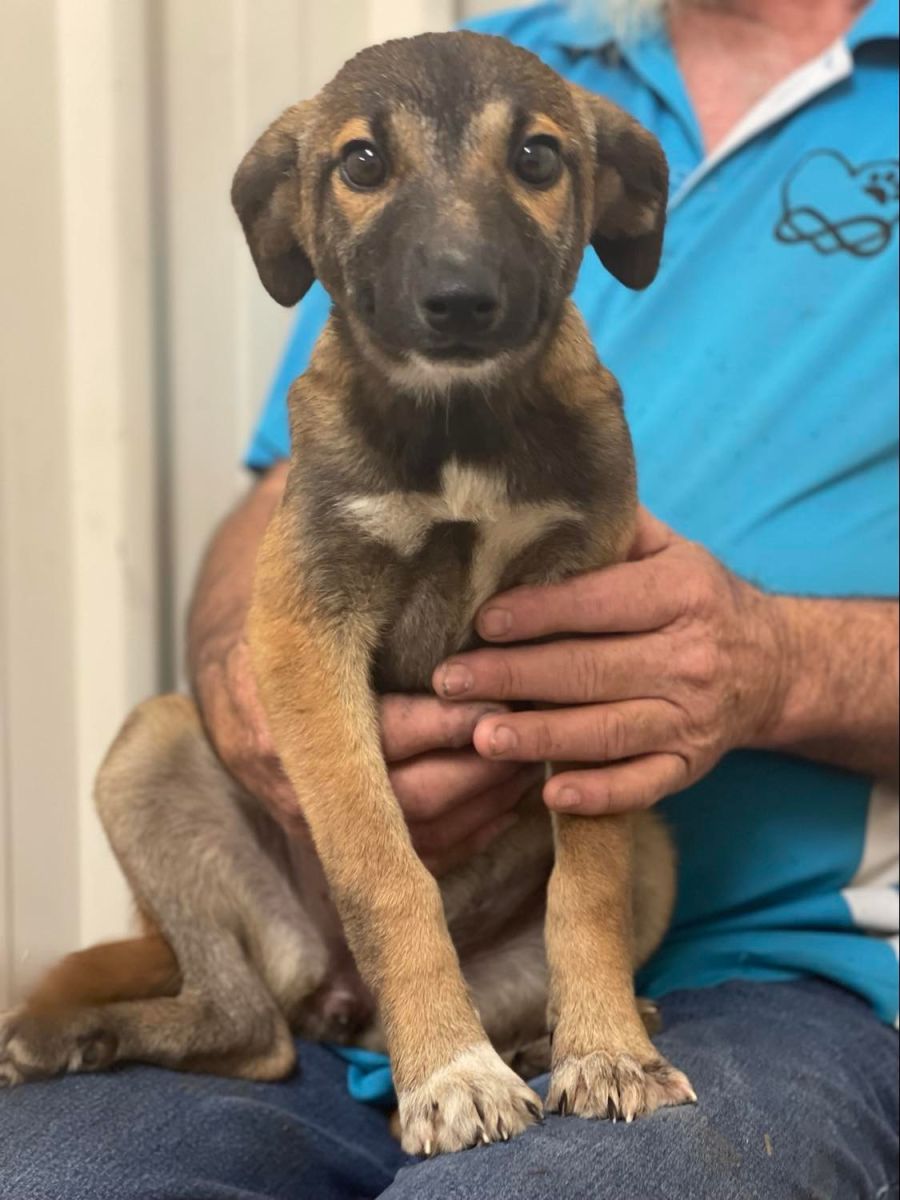 Tabitha - Medium Female Mixed Breed Dog in QLD - PetRescue