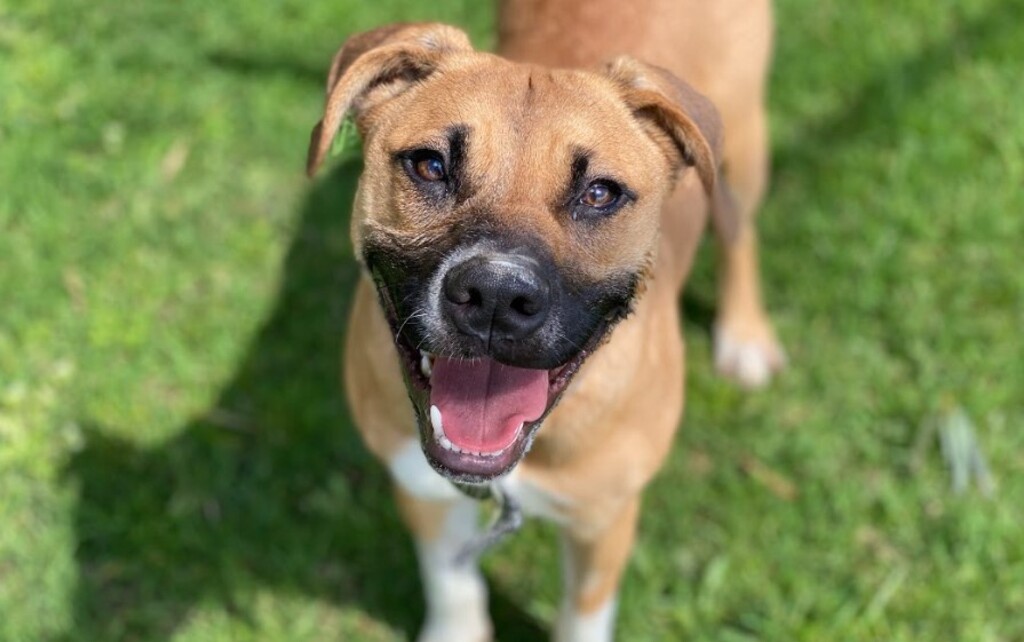 Remy - Medium Female Staffordshire Bull Terrier Mix Dog in VIC - PetRescue