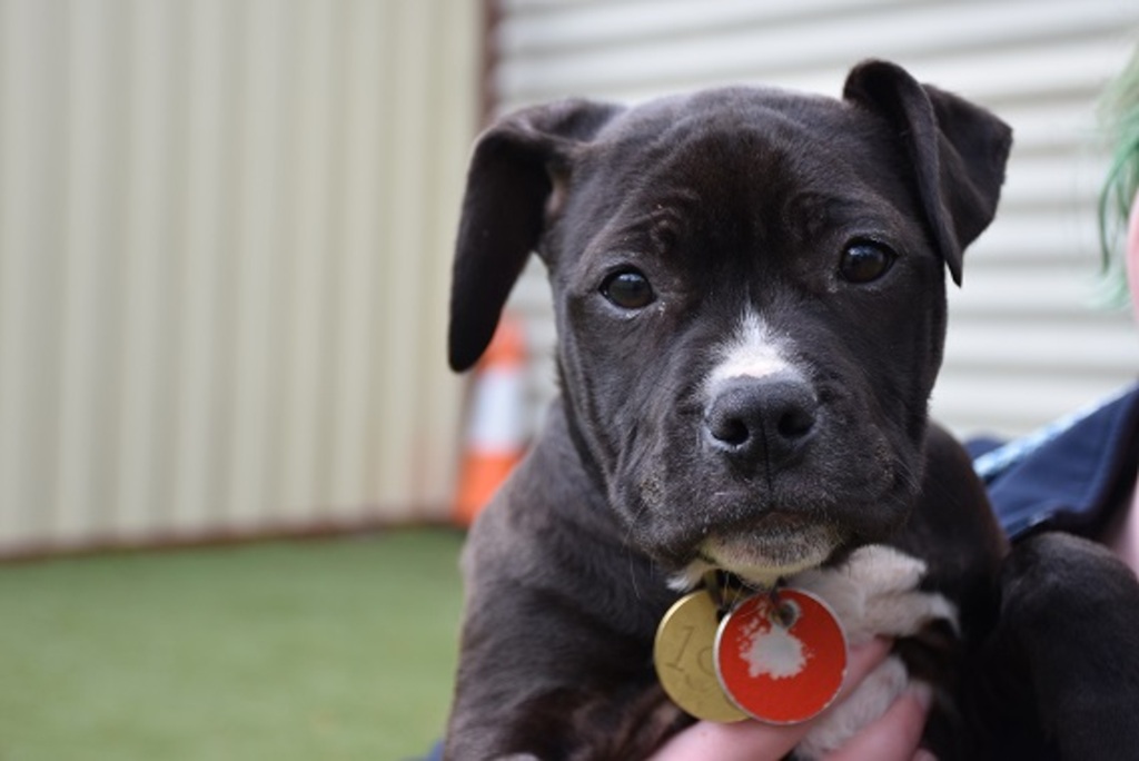 Clementine - Small Female American Staffy Mix Dog in VIC - PetRescue