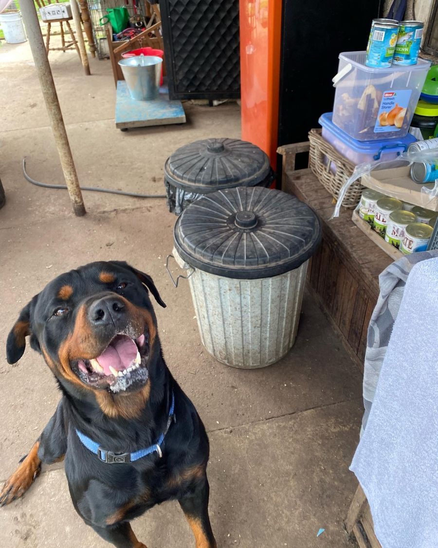 Creed - Large Male Rottweiler Mix Dog in NSW - PetRescue