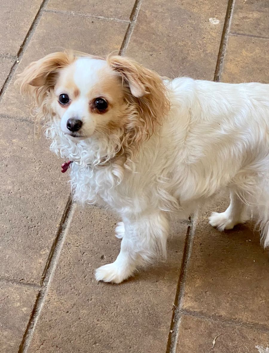 Poirot - Small Male Chihuahua Mix Dog in VIC - PetRescue