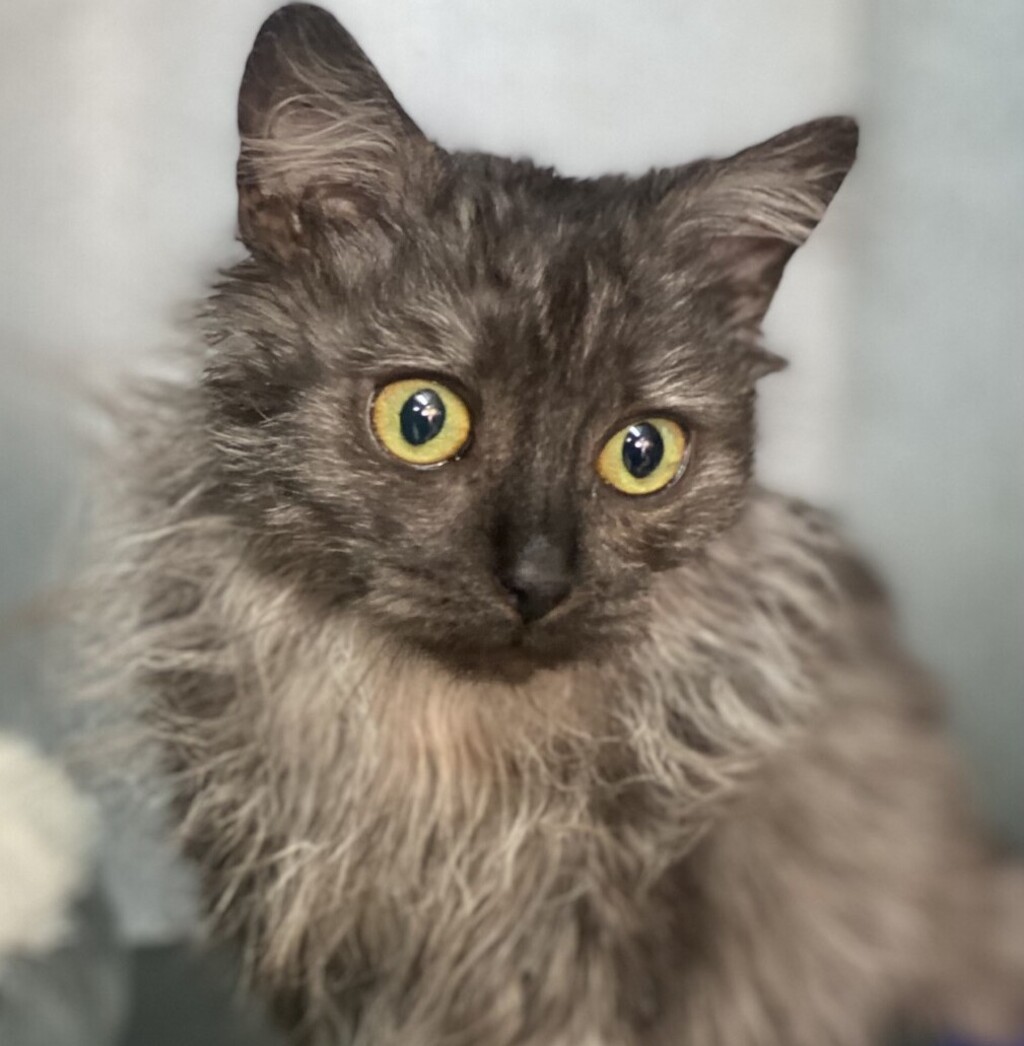 Wolfie - Female Domestic Longhair Cat in VIC - PetRescue