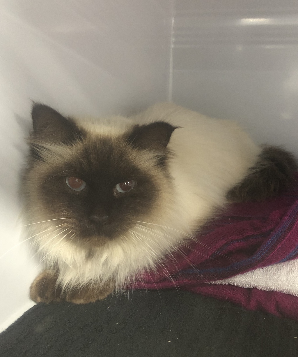 Lady Blossom - Female Ragdoll Mix Cat in QLD - PetRescue