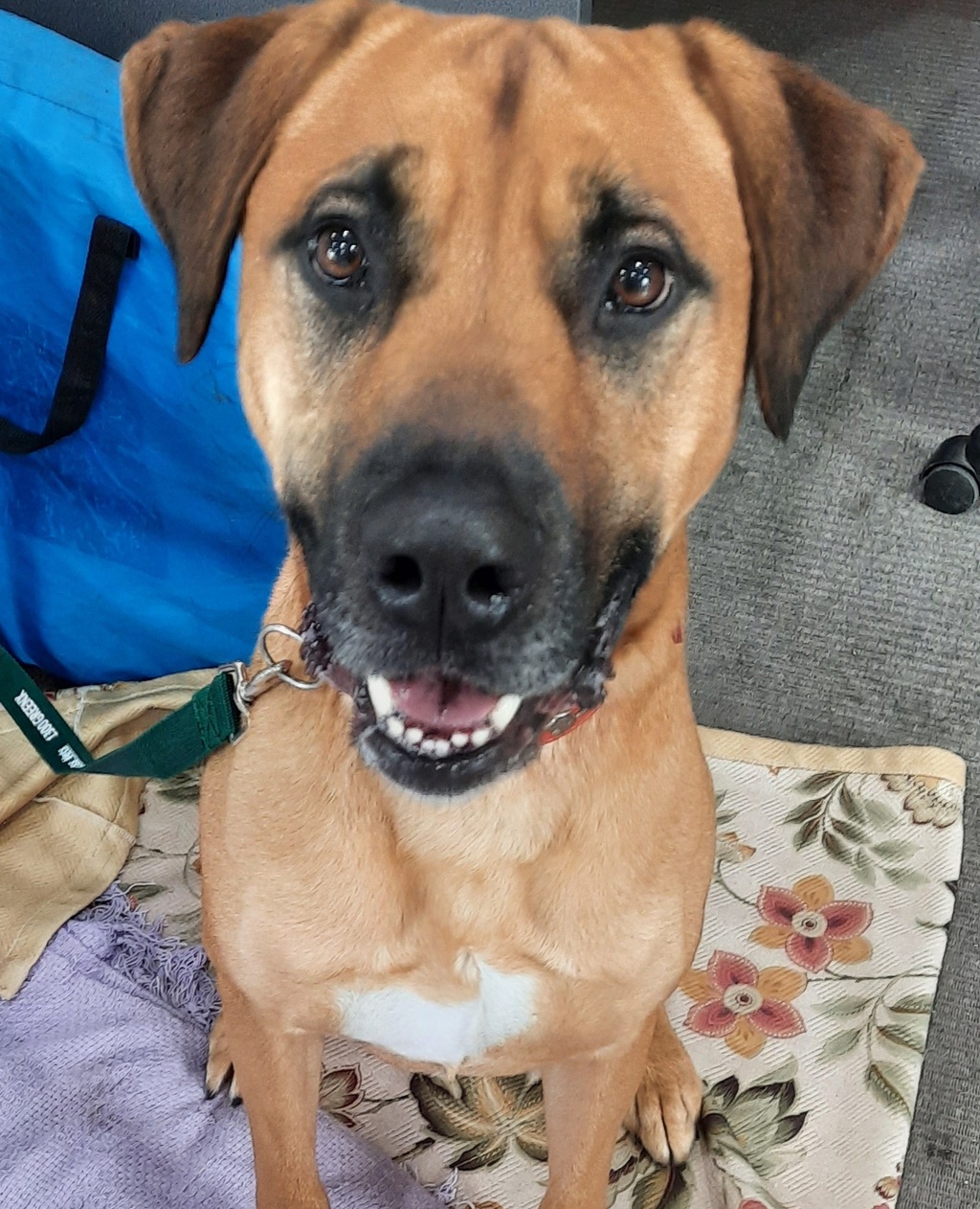 Rusty - Large Male Rhodesian Ridgeback Dog in VIC - PetRescue