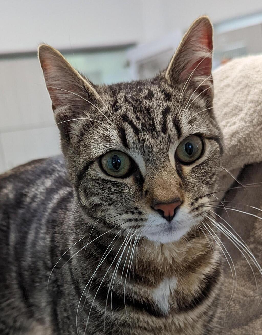 Pongo - Male Domestic Short Hair Mix Cat in QLD - PetRescue