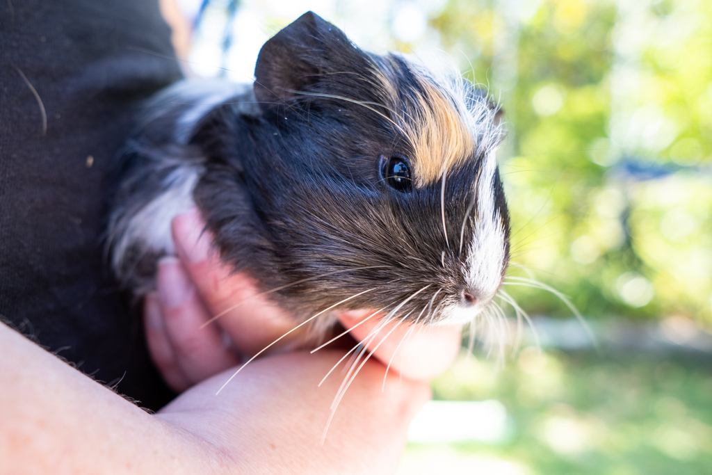 Evie - Female Short-hair Crested x Smooth Hair Mix Guinea Pig in QLD ...