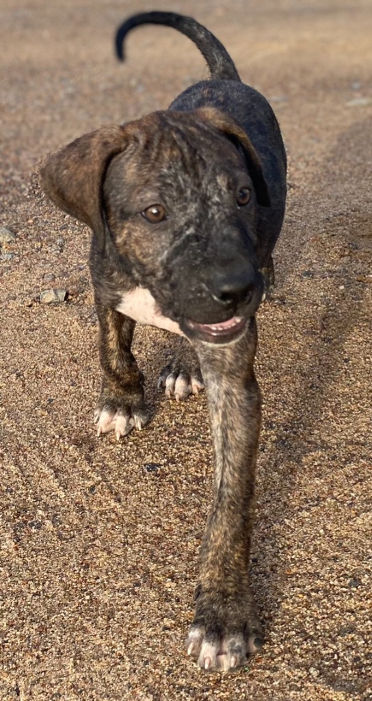 Boof / Buddy - Medium Male Mixed Breed Dog in QLD - PetRescue