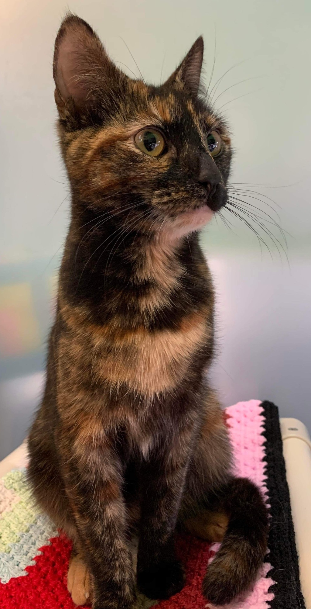Velvette - Female Domestic Short Hair Mix Cat in VIC - PetRescue