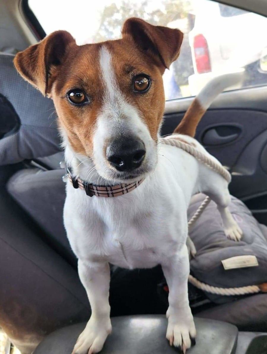 Loki - Small Male Jack Russell Terrier Dog in QLD - PetRescue