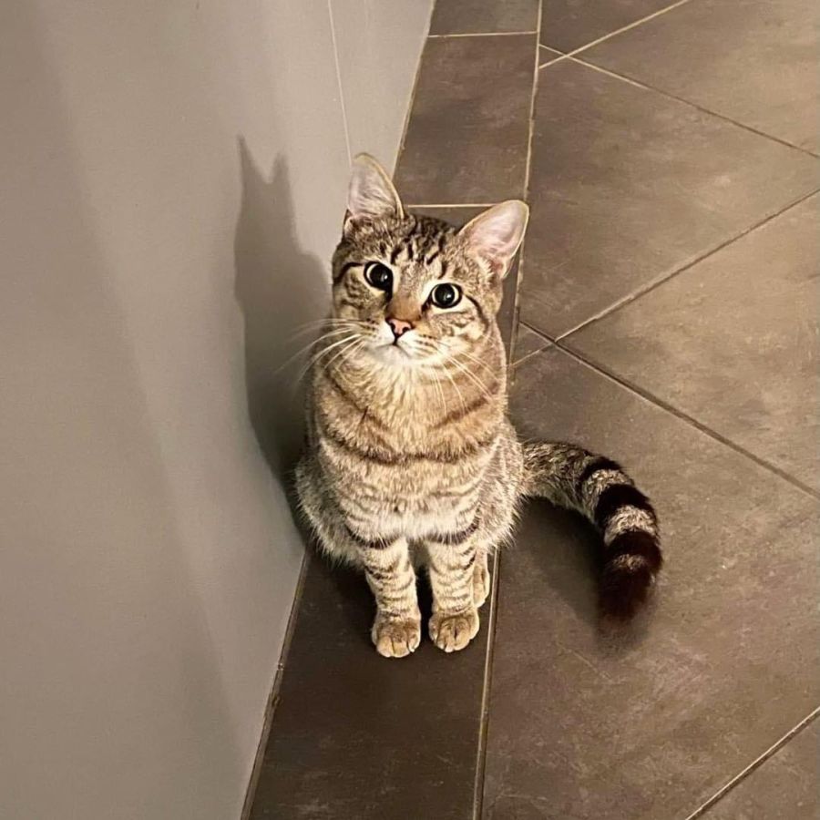 6581 - Bender - Male Domestic Short Hair Cat in WA - PetRescue