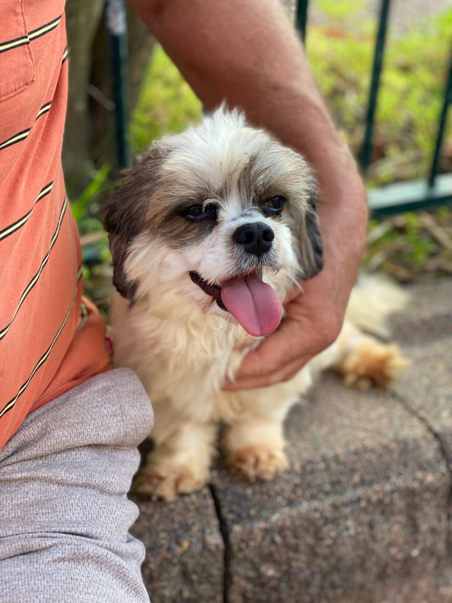 Wookie - Small Male Shih Tzu Mix Dog in NSW - PetRescue