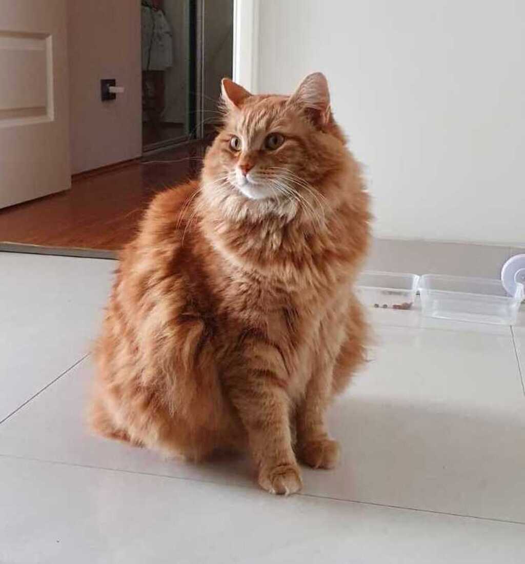 Rori - Female Domestic Longhair Mix Cat in WA - PetRescue