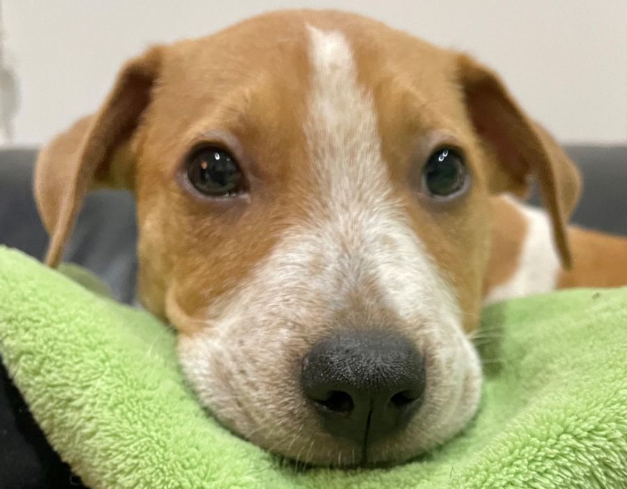 Hamish - Medium Male Kelpie Mix Dog in VIC - PetRescue