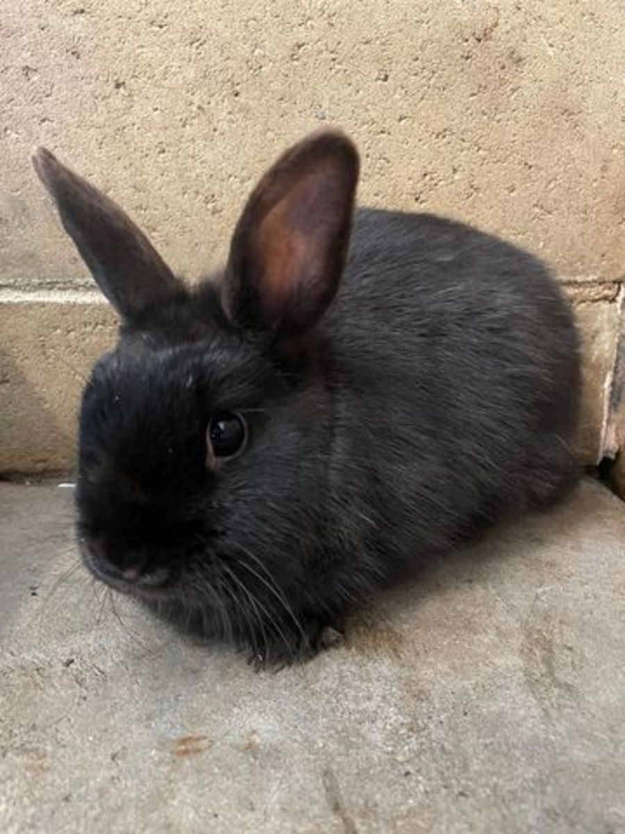 Kim Chi - Female Rabbit in NSW - PetRescue