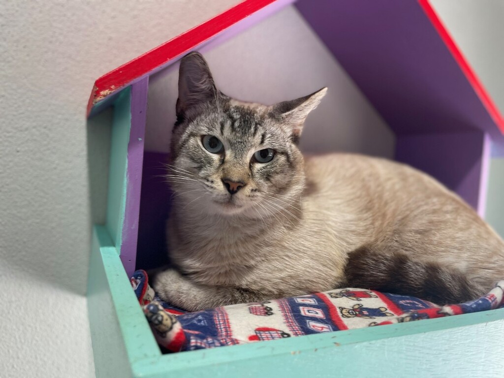 Hudson - Male Layanese Mix Cat in QLD - PetRescue