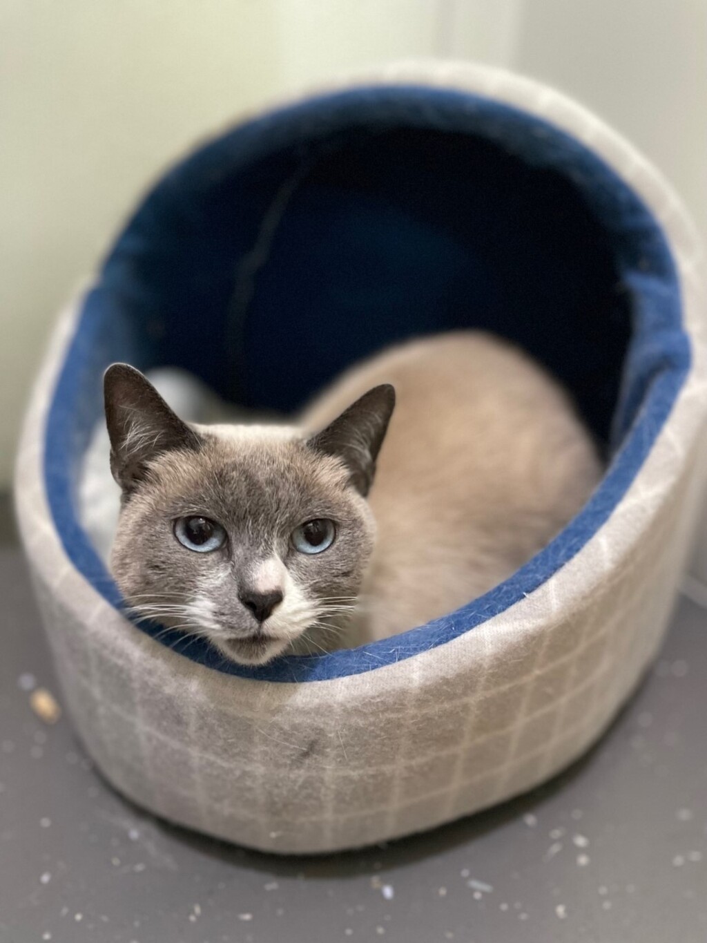 Monica - Female Snowshoe Mix Cat in QLD - PetRescue
