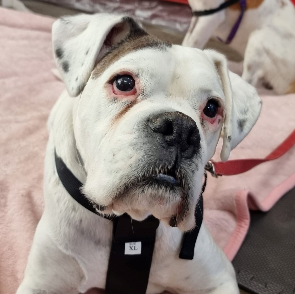 Brutus - Large Male Boxer Mix Dog in WA - PetRescue