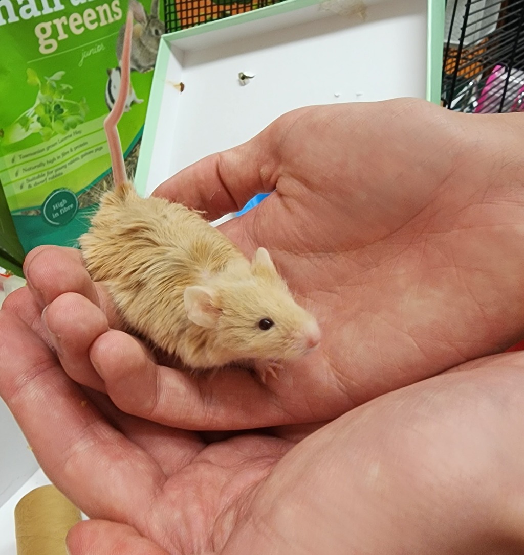 Mighty - Female Mouse Mix Rodent in QLD - PetRescue