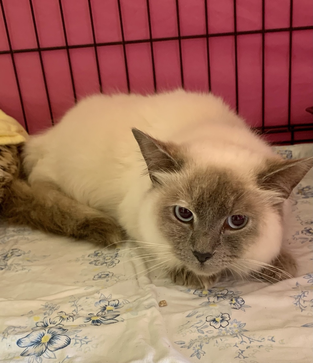 Gwen - Female Ragdoll Mix Cat in QLD - PetRescue