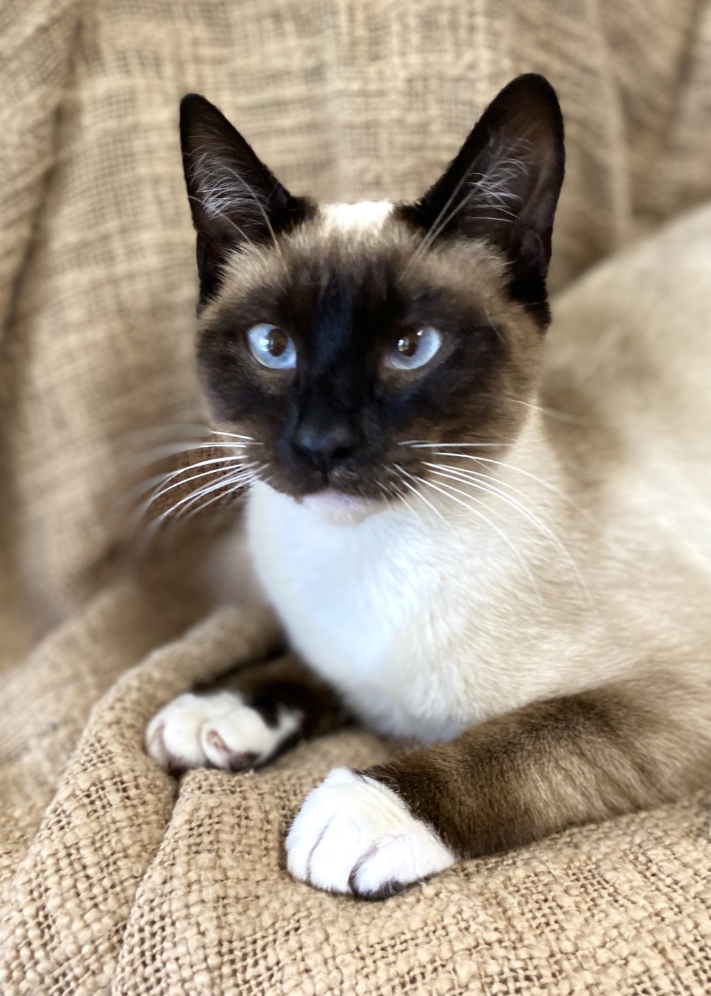 Nina - Female Layanese Mix Cat in QLD - PetRescue