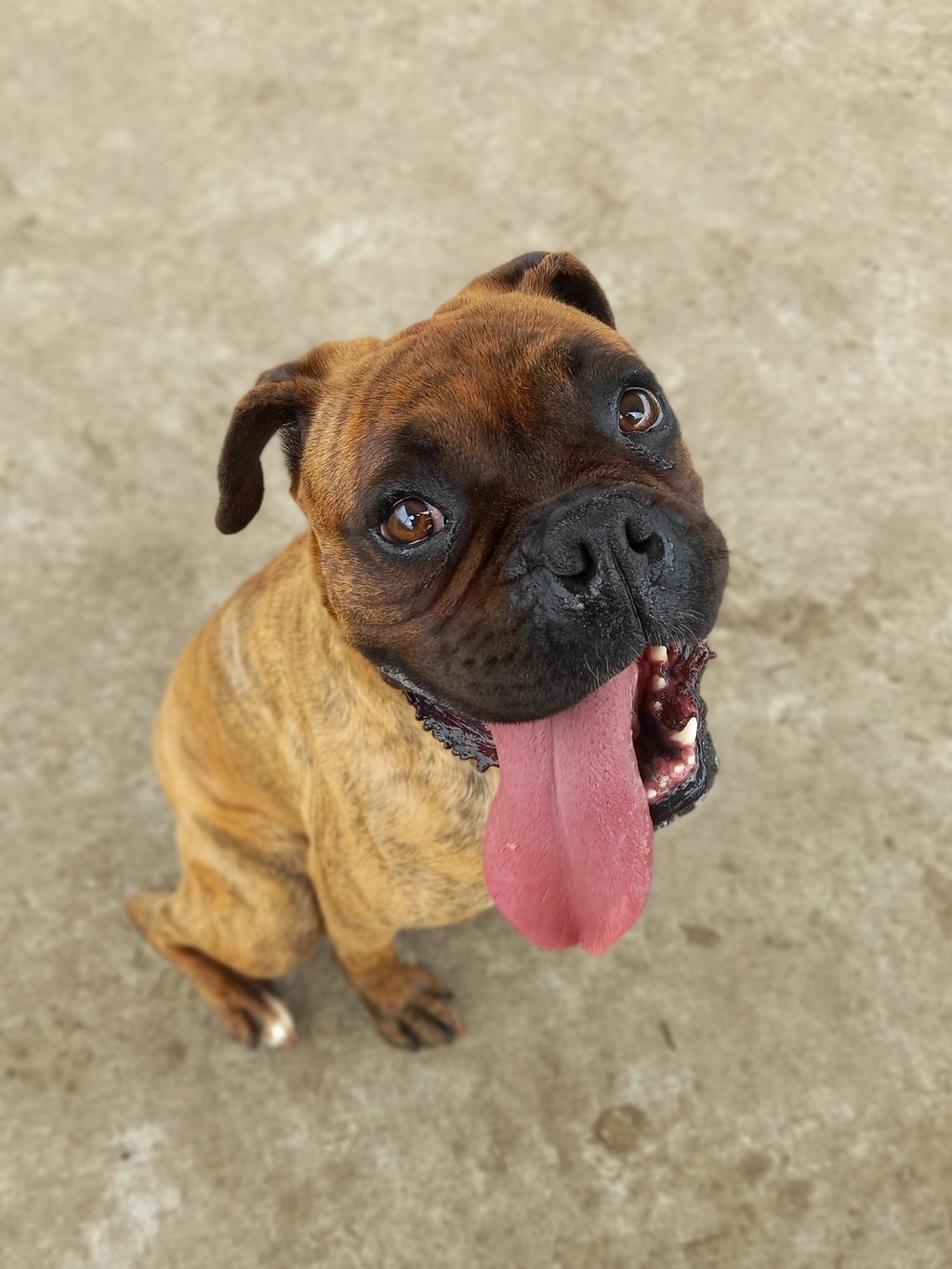 Bella - Medium Female Boxer Mix Dog in VIC - PetRescue