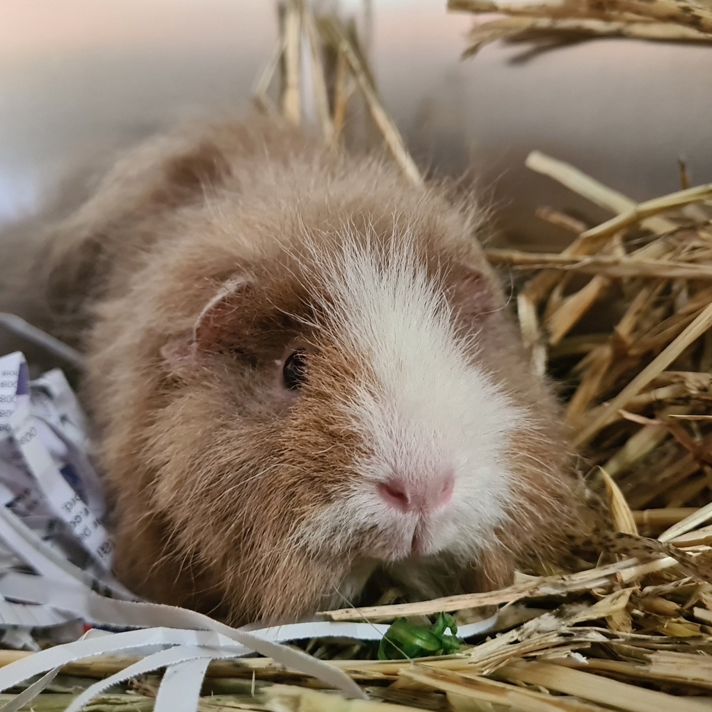 Poppy - Female Short-hair Abyssinian Mix Guinea Pig in VIC - PetRescue