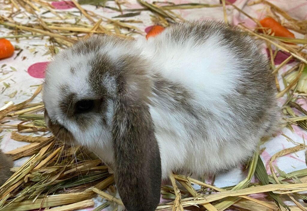 Ribena - Female Lop Eared Rabbit in VIC - PetRescue