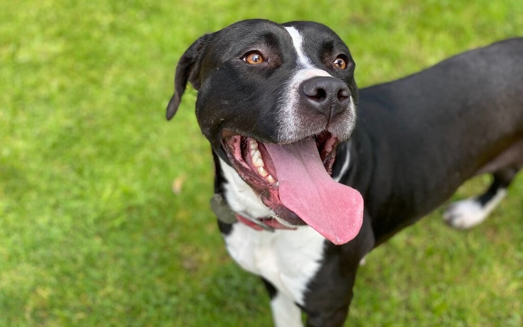 Lily - Medium Female American Staffy Mix Dog in VIC - PetRescue