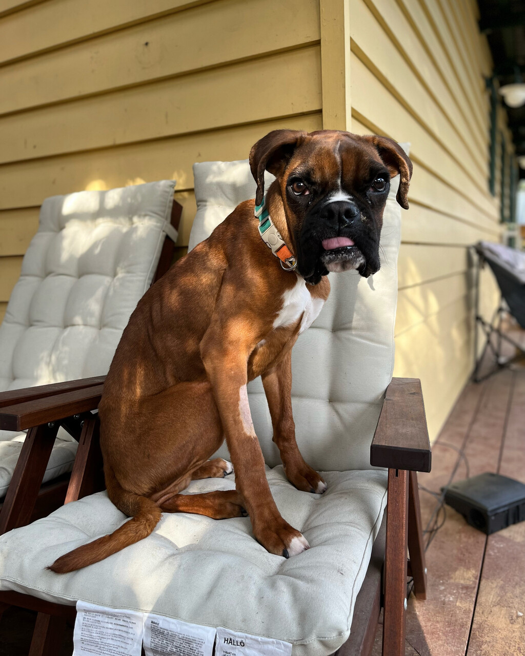 Bowser - Medium Male Boxer Dog in VIC - PetRescue