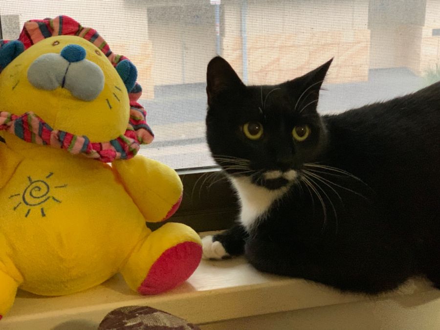 Cyllene - Female Domestic Short Hair Cat in NSW - PetRescue