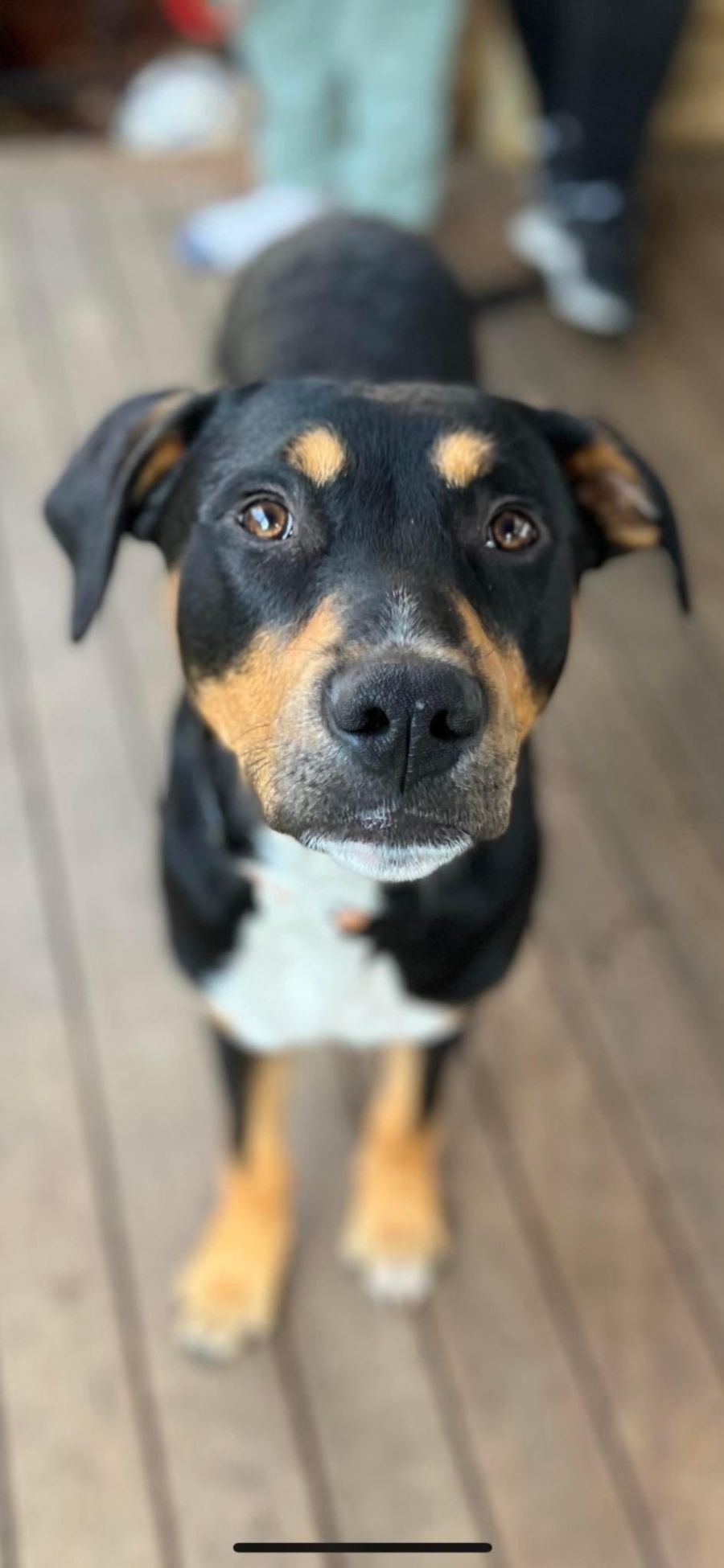 Johnny - Medium Male Mixed Breed Dog in VIC - PetRescue