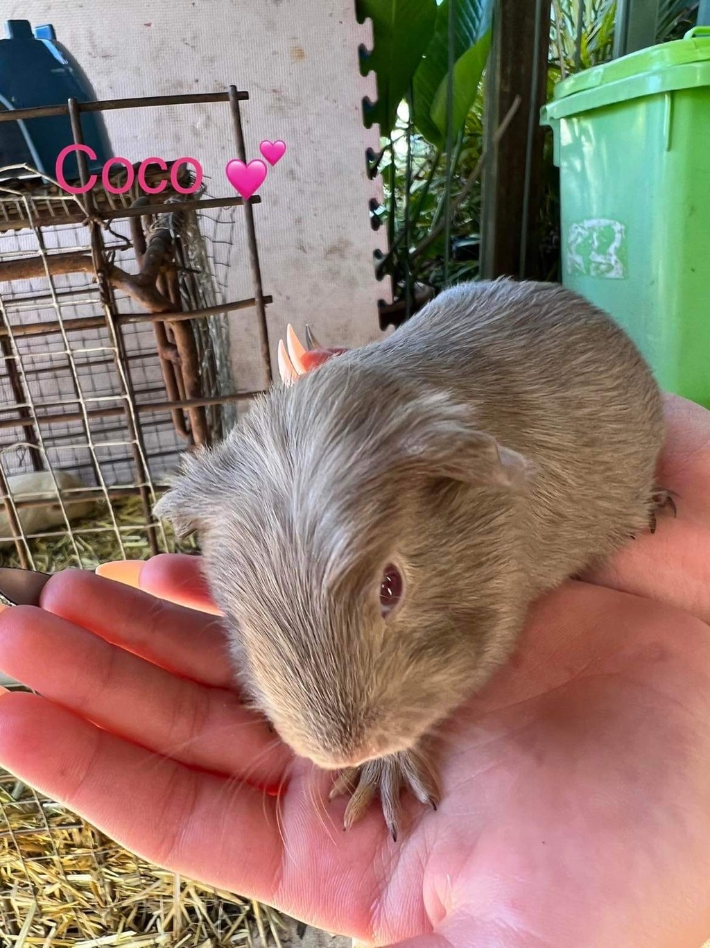 Coco (guinea Pig 94) - Female Short-hair Abyssinian Mix Guinea Pig in ...