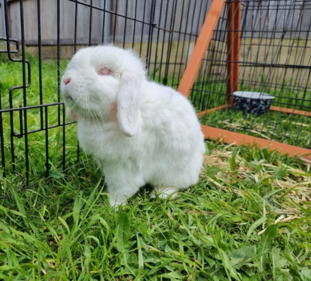 Charlie - Male Mini Lop Mix Rabbit in NSW - PetRescue