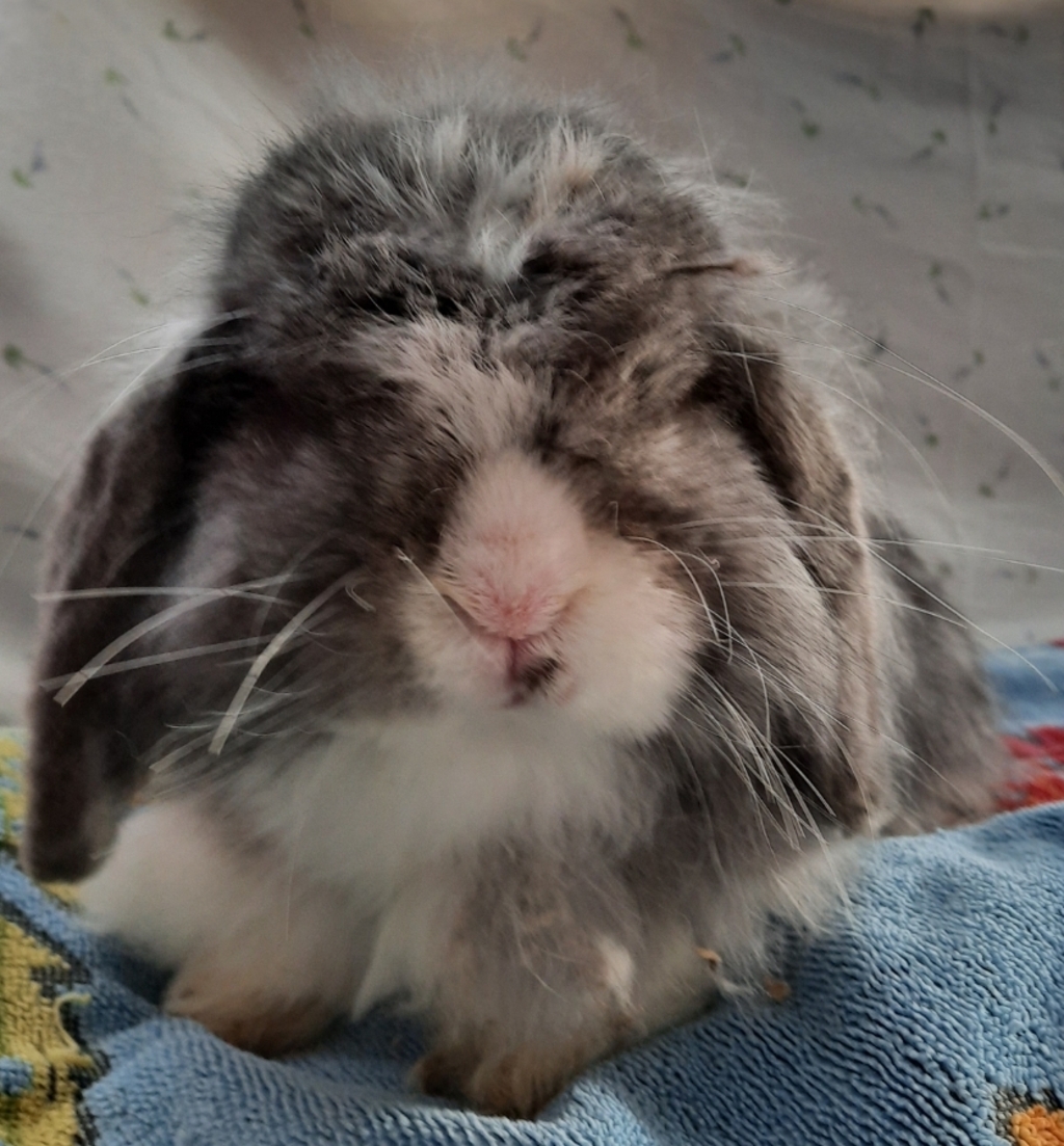 Murphy - Male Angora x Lop Eared Mix Rabbit in VIC - PetRescue