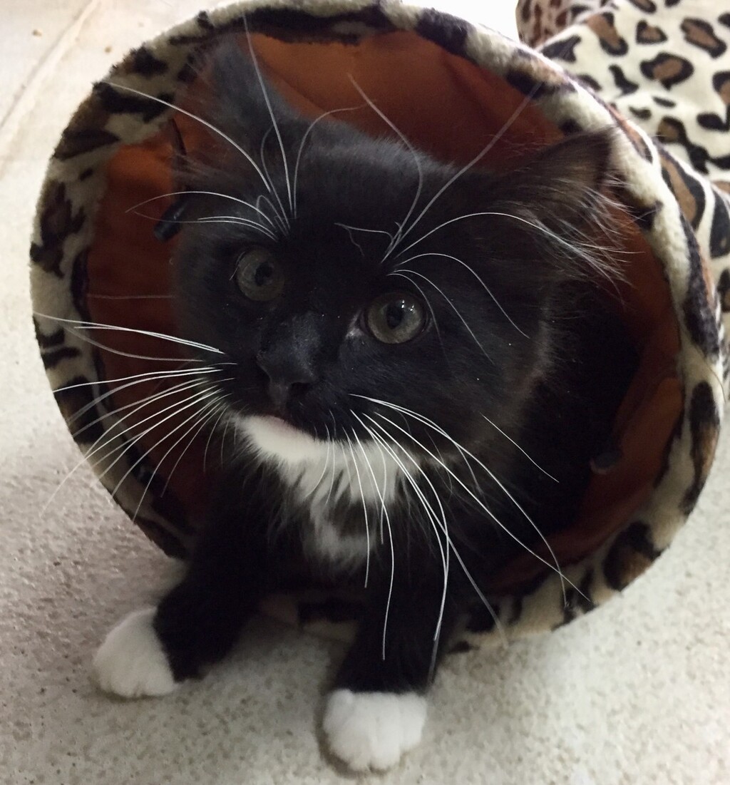 Pip - Male Domestic Longhair Cat in VIC - PetRescue