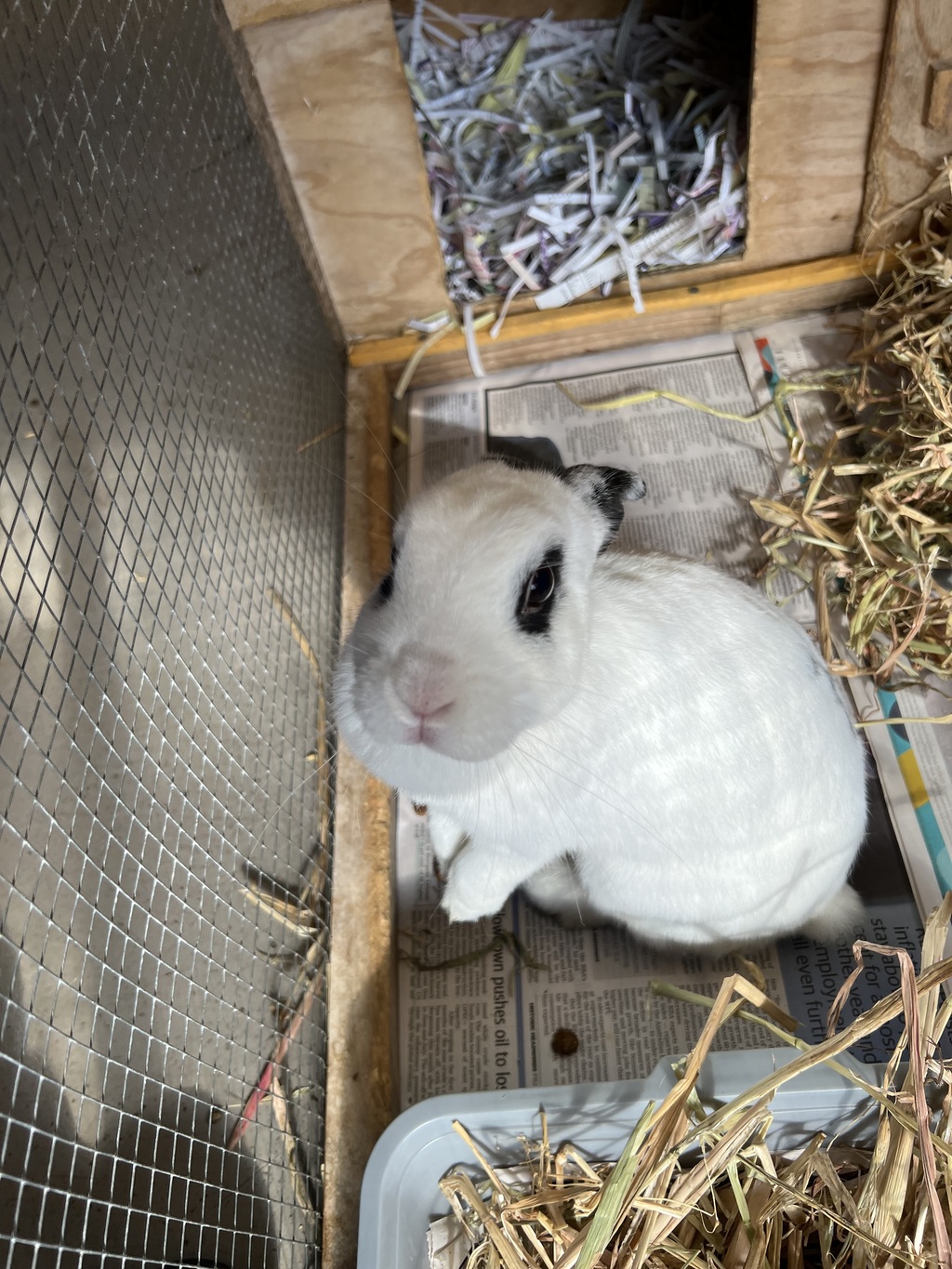 Jackie - Female Bunny Rabbit Mix Rabbit in WA - PetRescue
