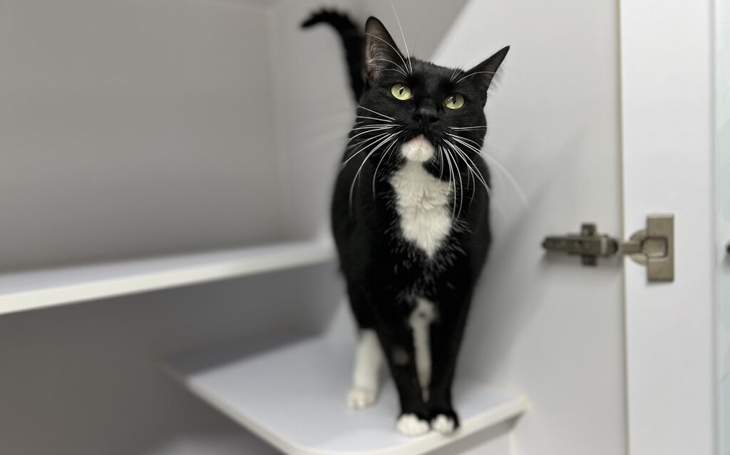 Xavier - Male Domestic Short Hair Mix Cat in VIC - PetRescue