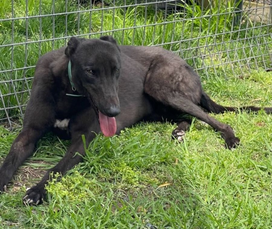 Mutley - Large Male Greyhound Dog in NSW - PetRescue