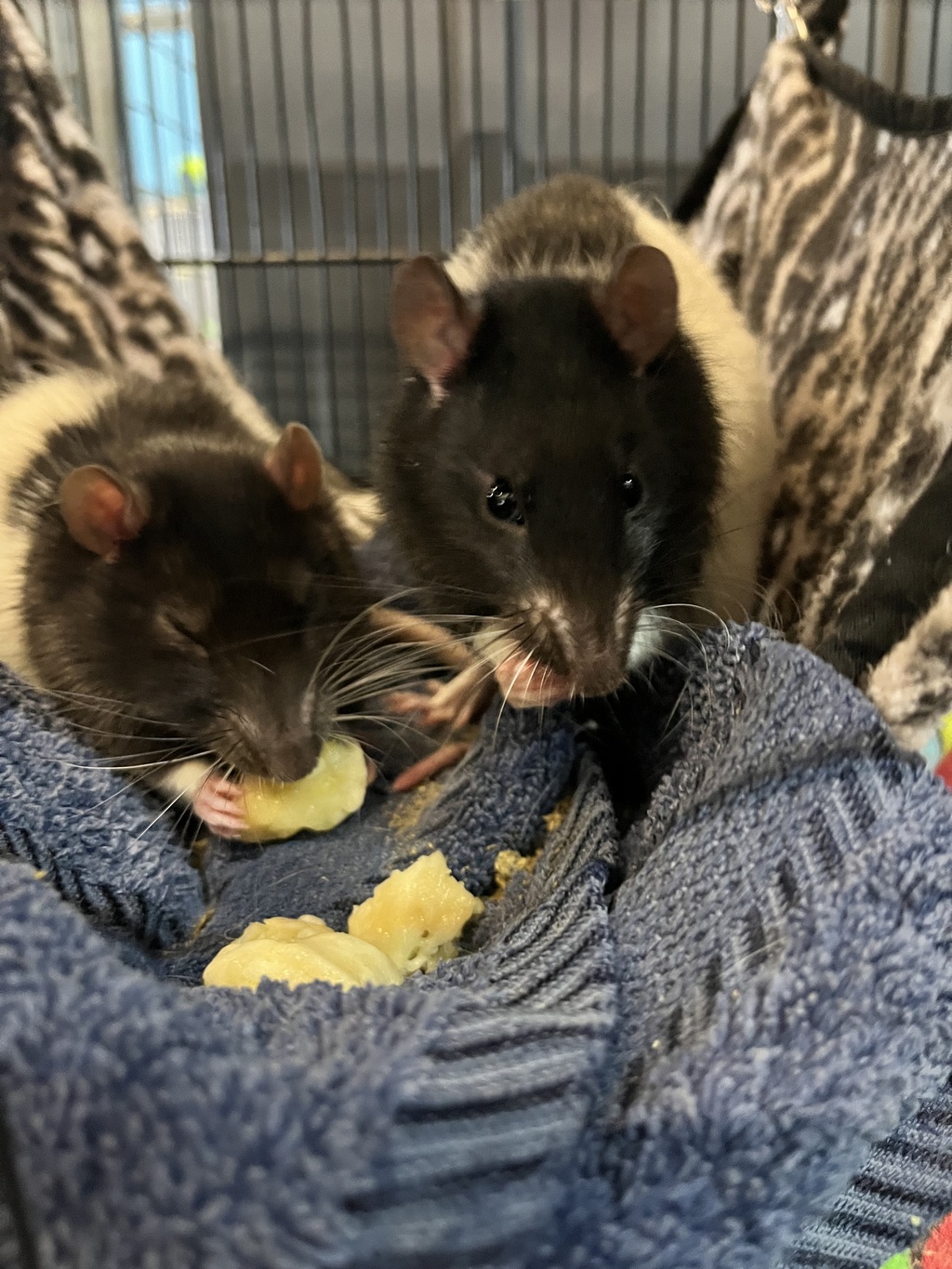 Air Bus - Male Rat Rodent in VIC - PetRescue