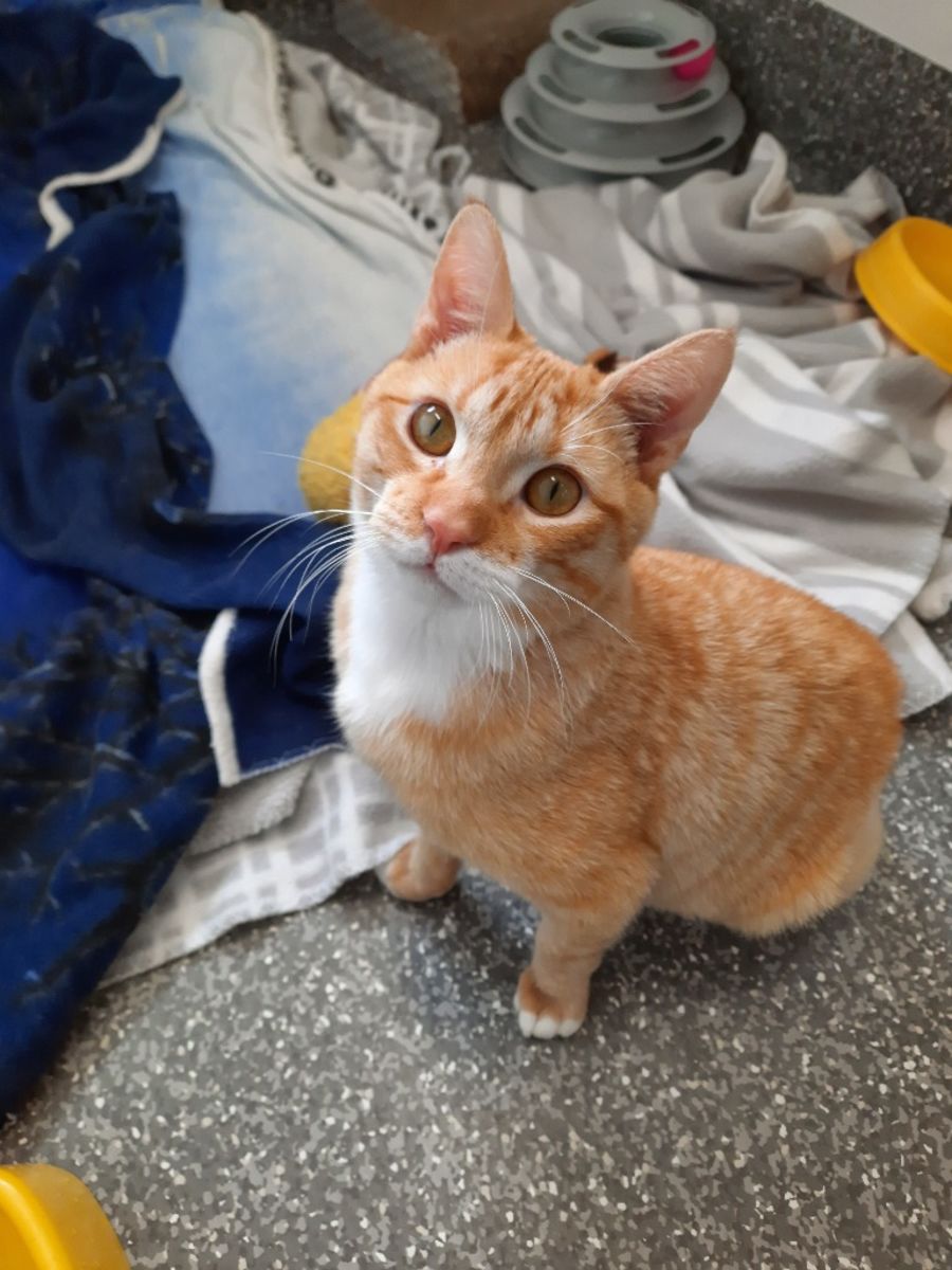 Dorito - Male Domestic Short Hair Cat in VIC - PetRescue