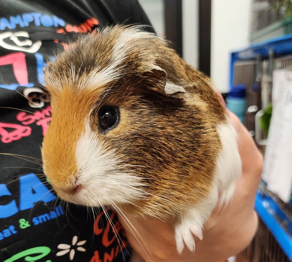 Topdeck - Male Short-hair Crested Mix Guinea Pig in QLD - PetRescue