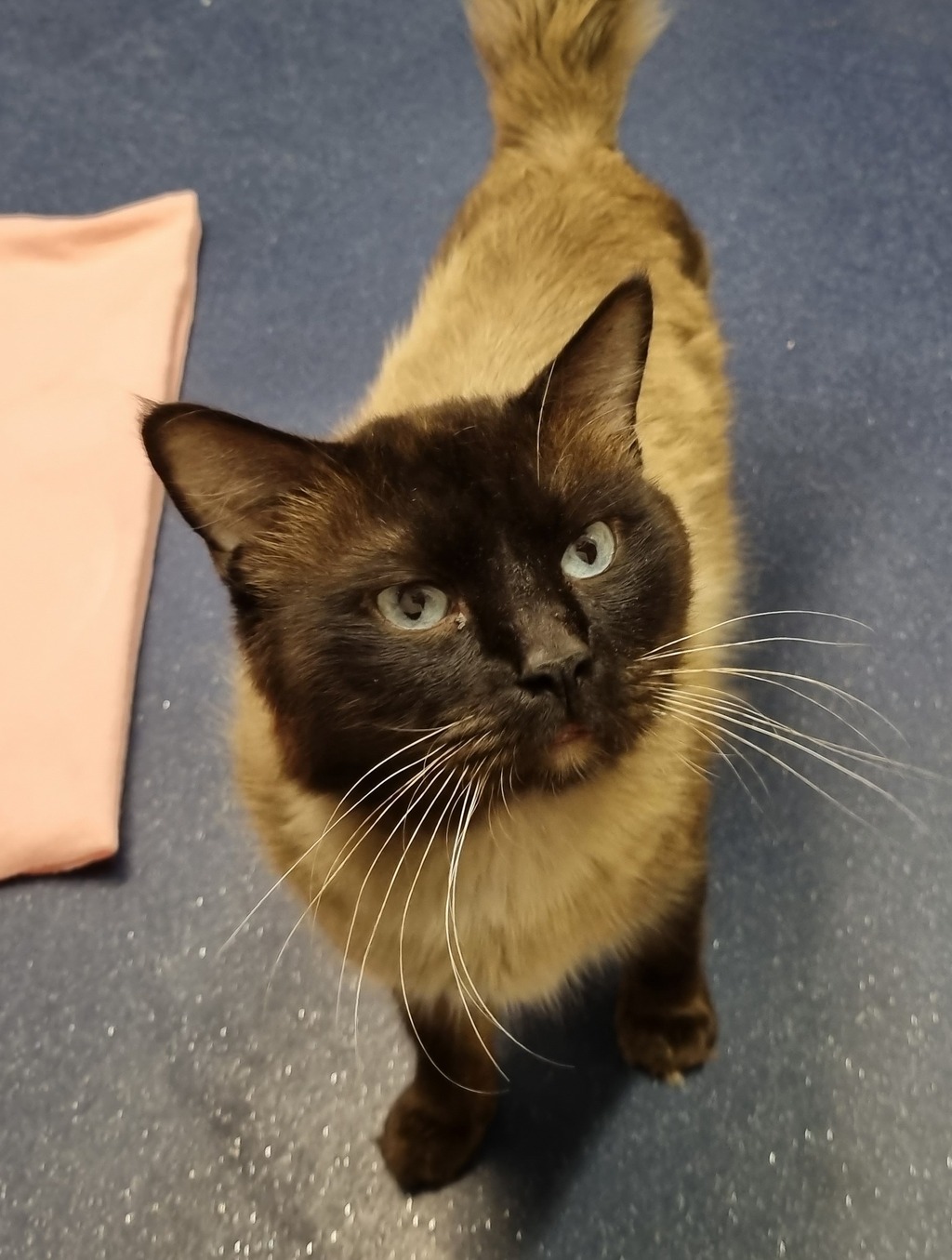 Alexo - Male Ragdoll x Siamese Mix Cat in QLD - PetRescue