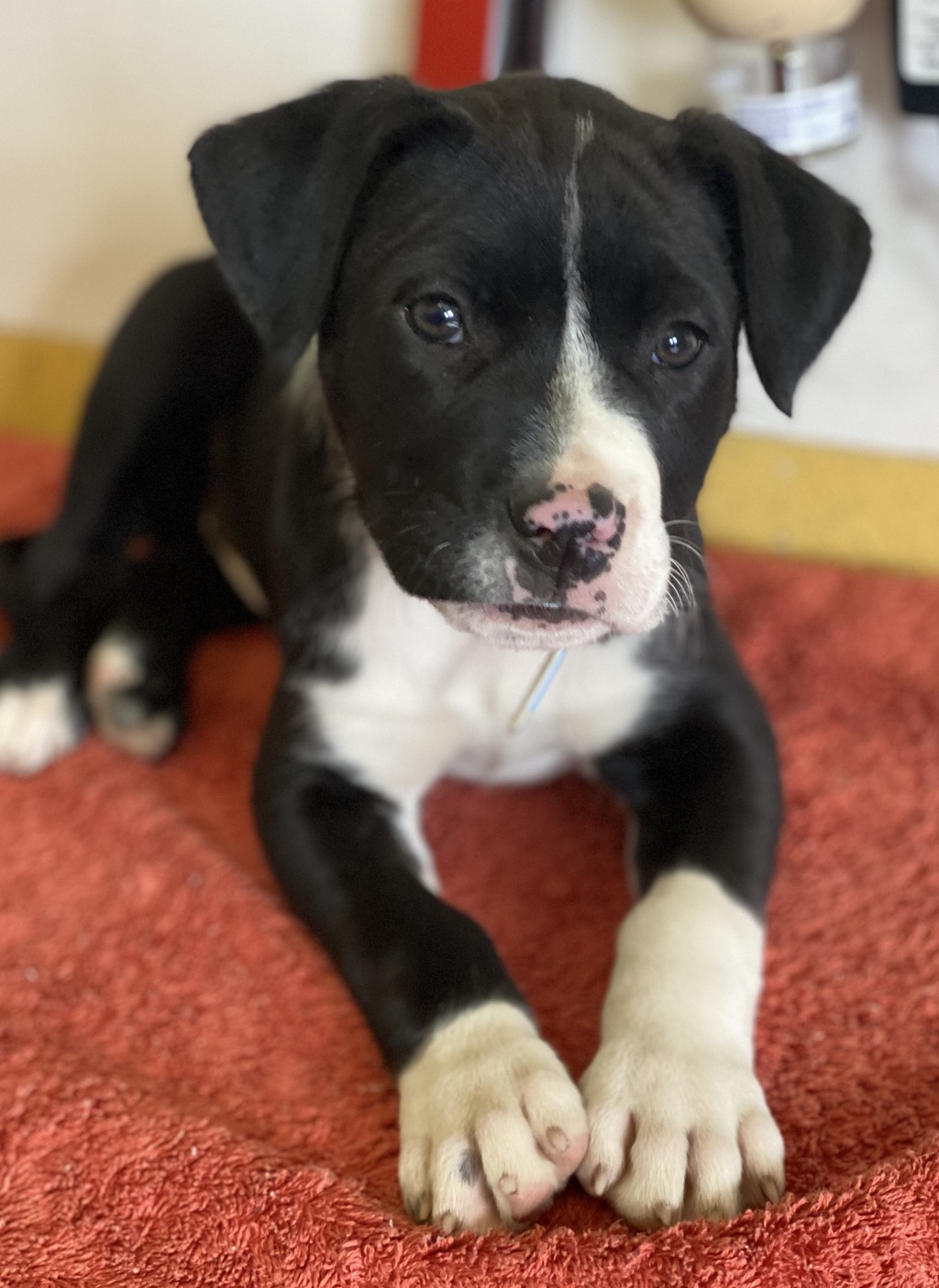 Subaru Outback - Medium Male American Bulldog x Kelpie Mix Dog in VIC ...