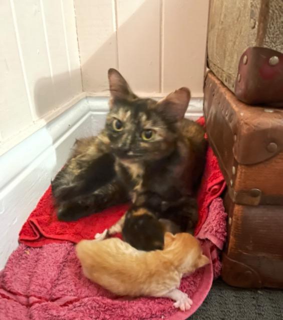Sassy - Female Domestic Short Hair Cat in QLD - PetRescue