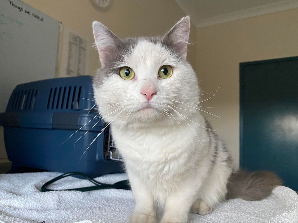 MacChiato - Male Domestic Medium Hair Mix Cat in ACT - PetRescue