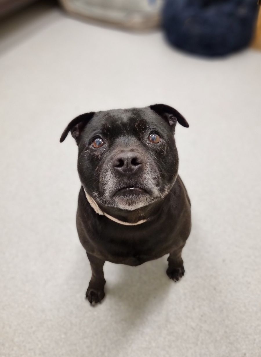 Pepa - Medium Female Staffordshire Bull Terrier Dog in NSW - PetRescue