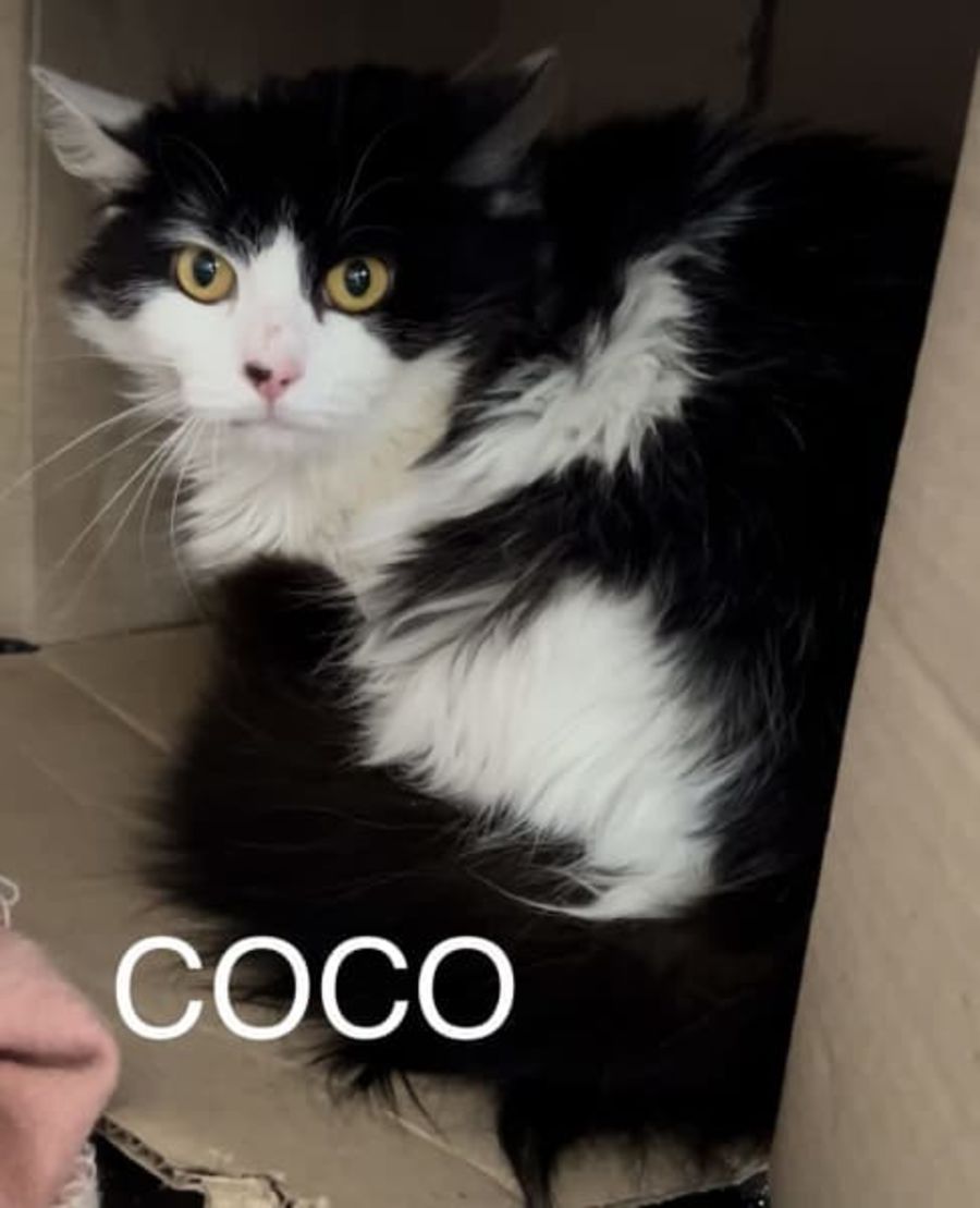 Coco - Male Domestic Long Hair Cat in VIC - PetRescue