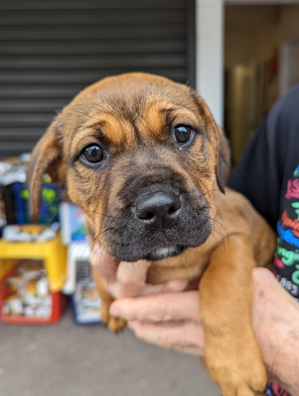 Roxy - Large Female Rottweiler x American Staffordshire Bull Terrier ...