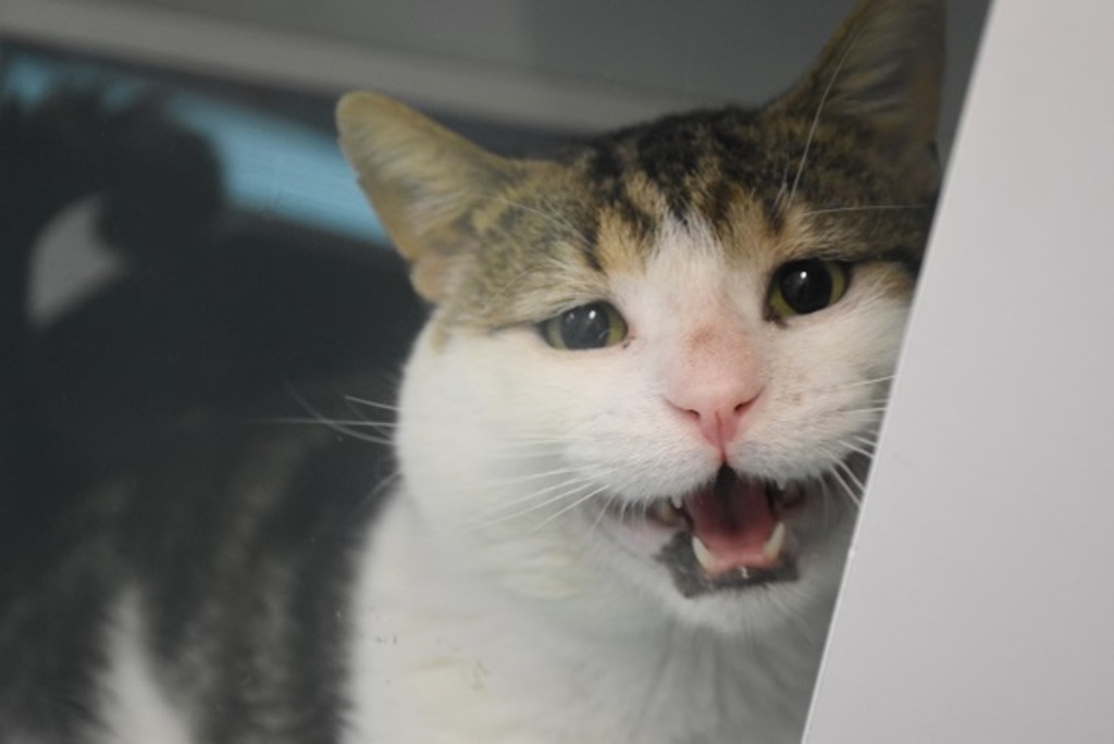 Tom Boy - Male Domestic Short Hair Mix Cat in VIC - PetRescue